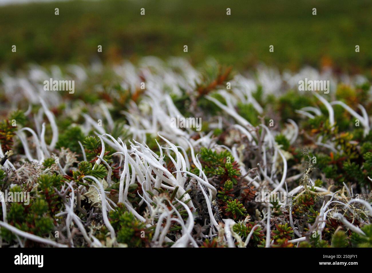 Whiteworm lichens hi-res stock photography and images - Alamy