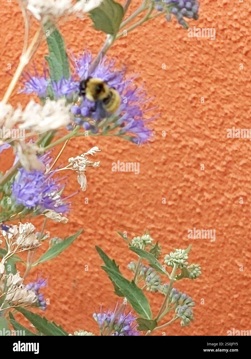 Golden Northern Bumble Bee (Bombus fervidus Stock Photo - Alamy