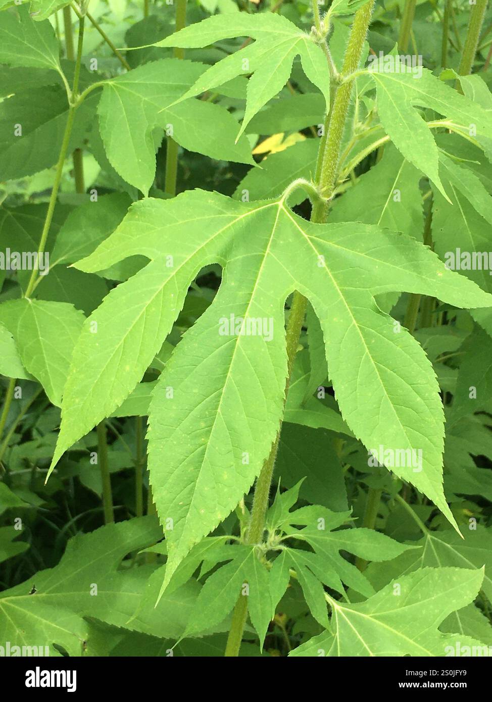 giant ragweed (Ambrosia trifida Stock Photo - Alamy
