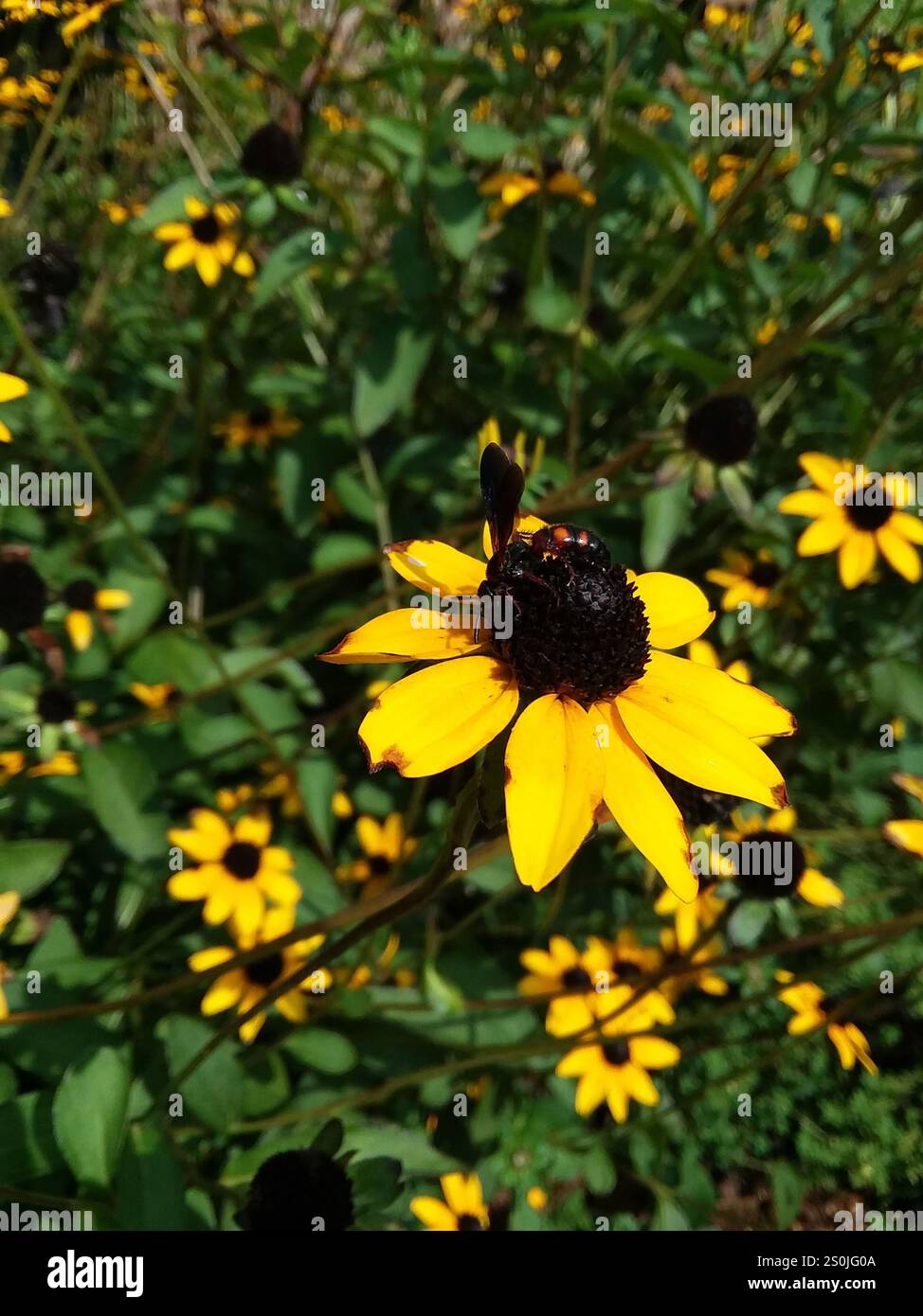 Noble Scoliid Wasp (Scolia nobilitata Stock Photo - Alamy