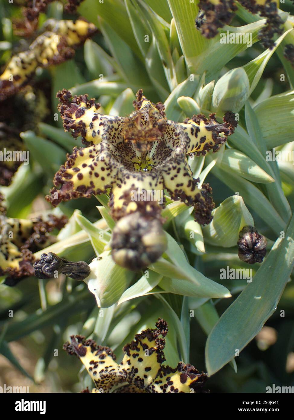 Desert Spiderlily (Ferraria schaeferi Stock Photo - Alamy