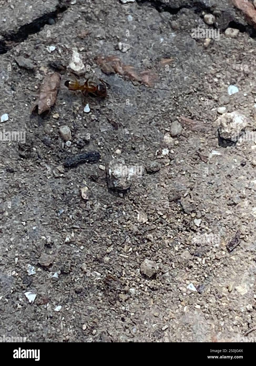 Yellow Pyramid Ant (Dorymyrmex flavus Stock Photo - Alamy