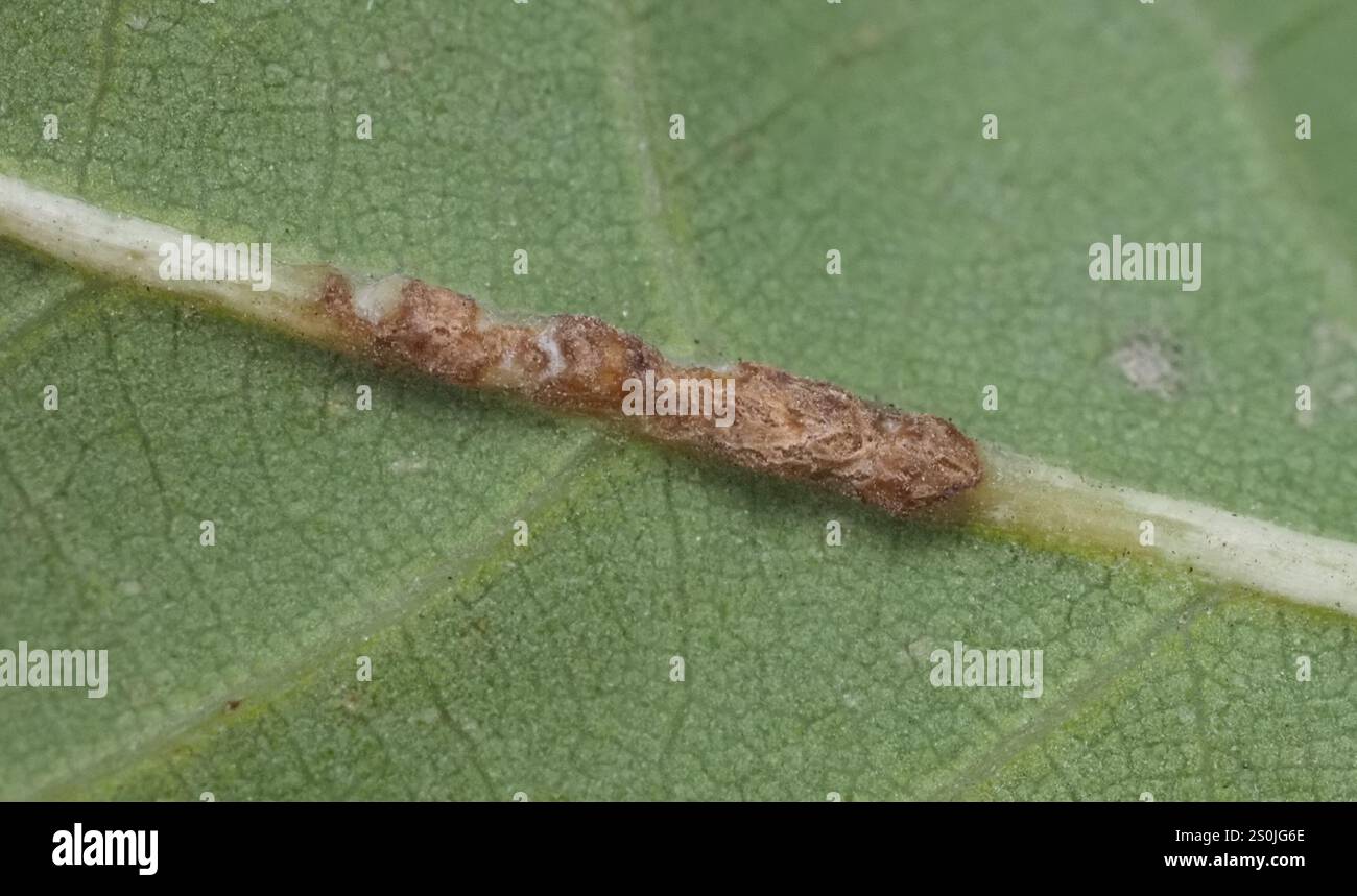 Oak Gall Wasps (Cynipini Stock Photo - Alamy
