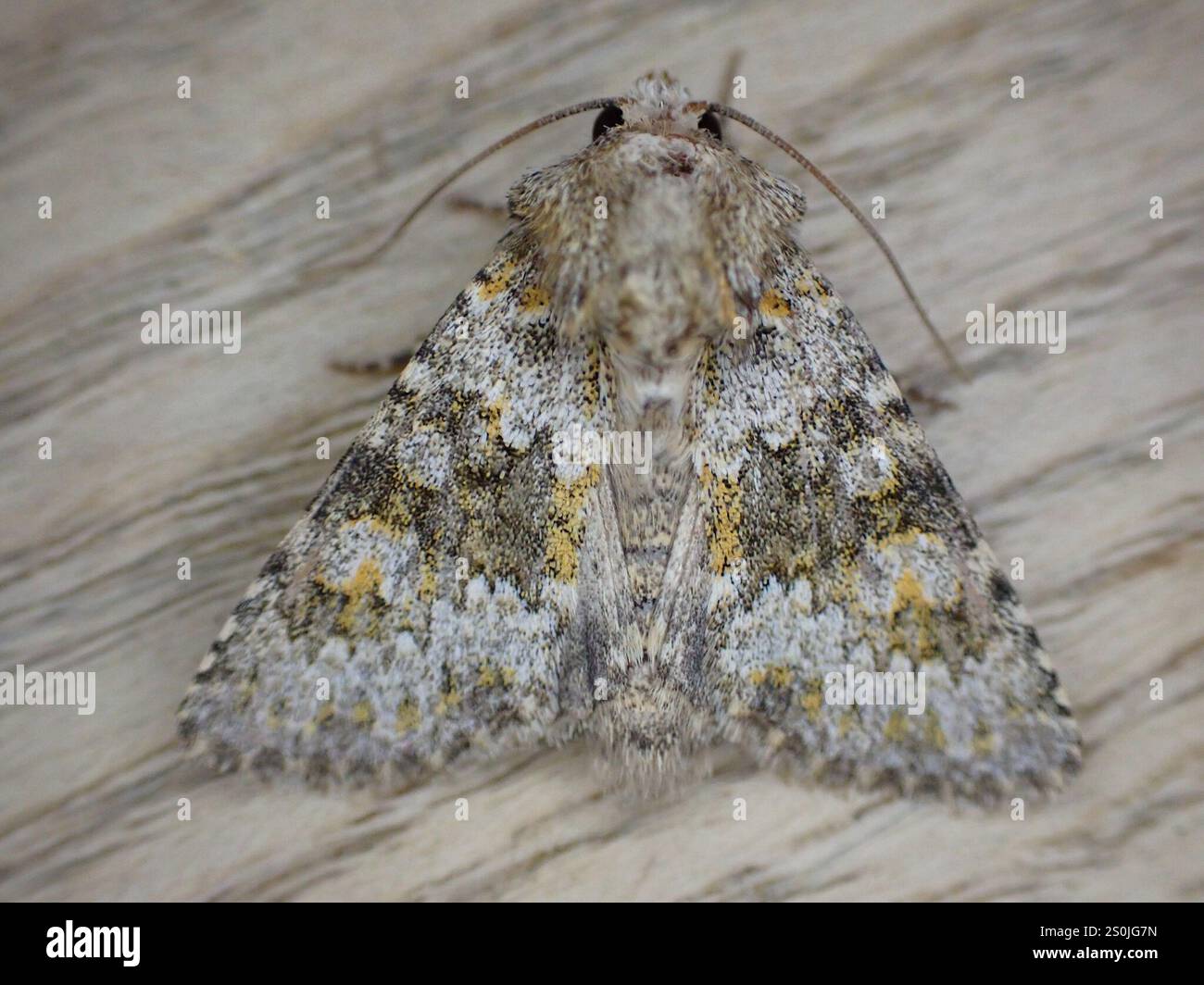 Small Ranunculus (Hecatera dysodea Stock Photo - Alamy