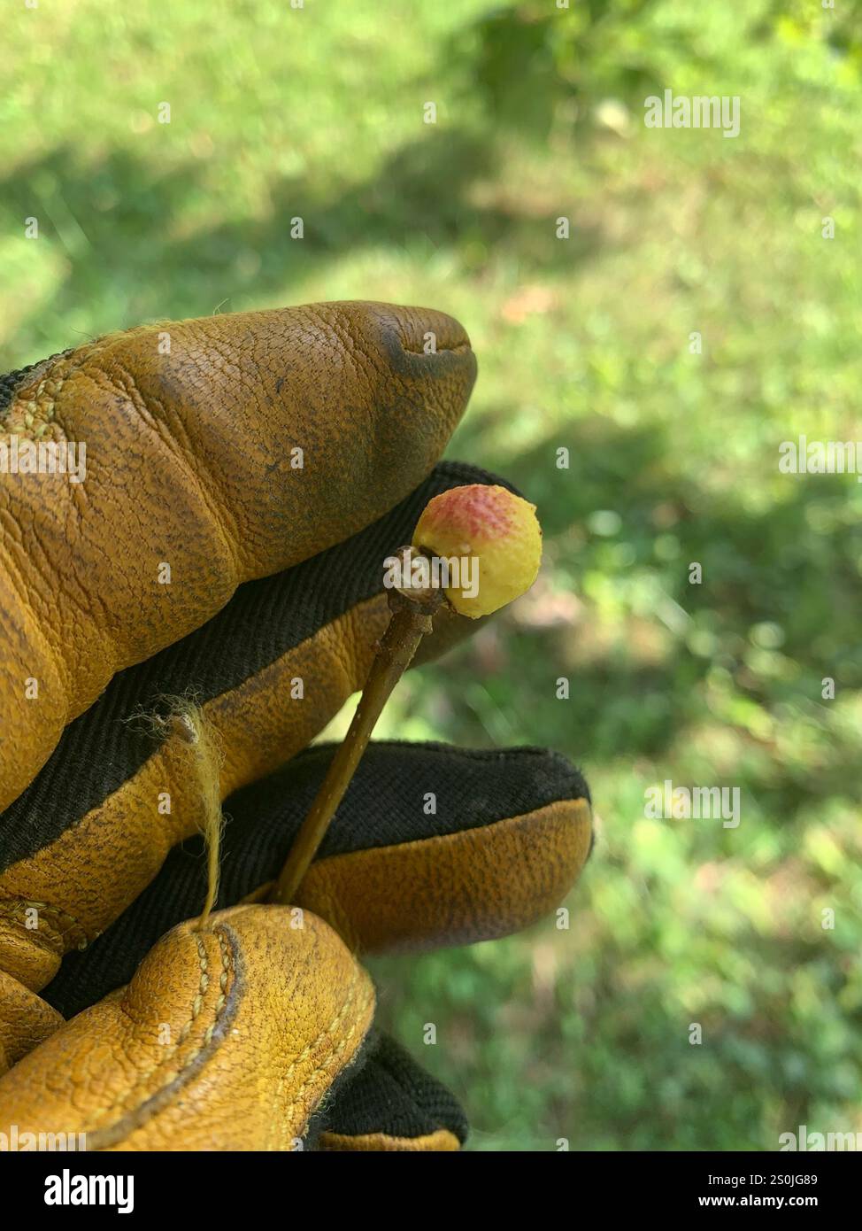 Round Bullet Gall Wasp (Disholcaspis quercusglobulus Stock Photo - Alamy