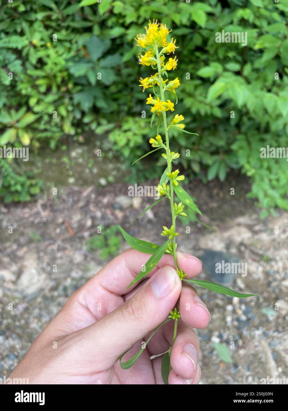 Mountain Decumbent Goldenrod (Solidago curtisii Stock Photo - Alamy