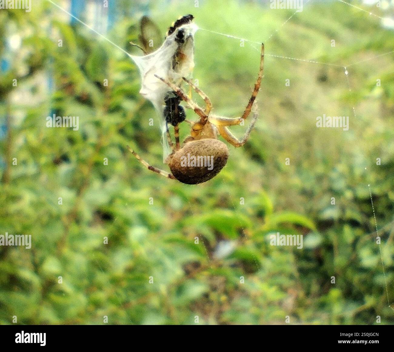 Common Hairy Field Spider (Neoscona subfusca Stock Photo - Alamy