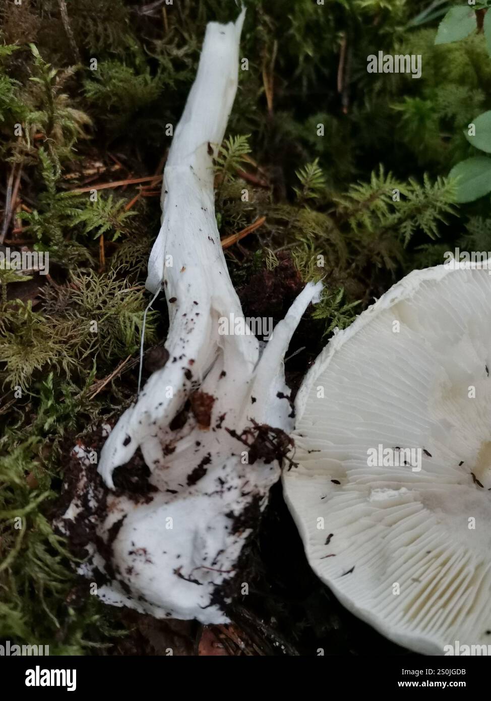 European Destroying Angel (Amanita virosa Stock Photo - Alamy