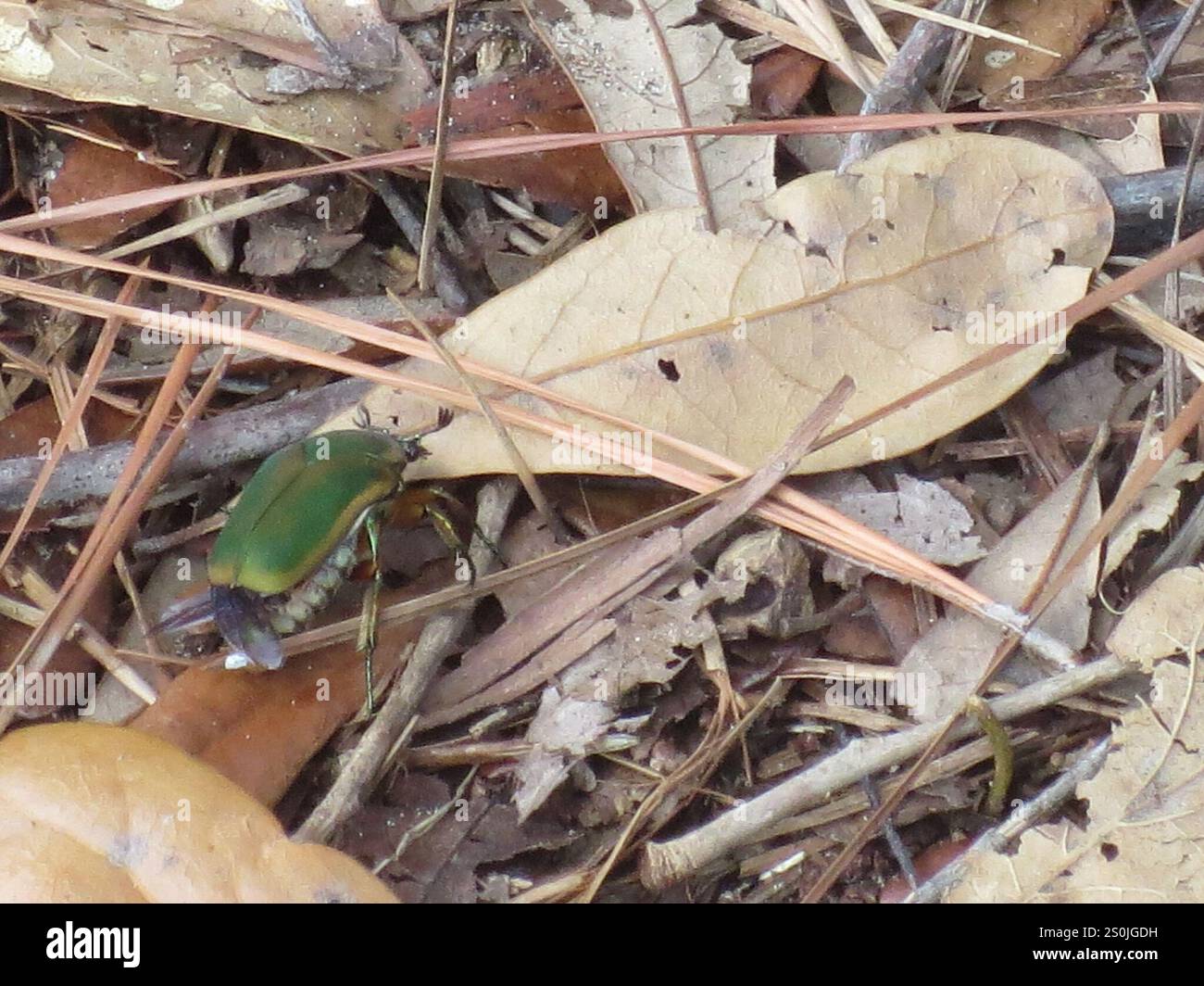 Common Green June Beetle (Cotinis nitida Stock Photo - Alamy