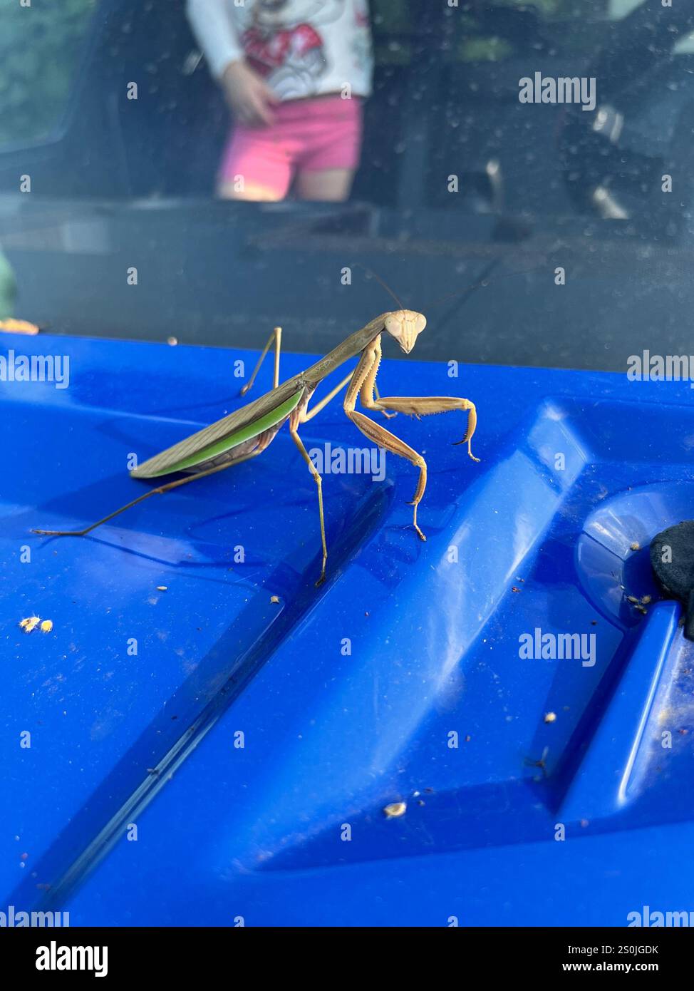 Chinese Mantis (Tenodera sinensis Stock Photo - Alamy
