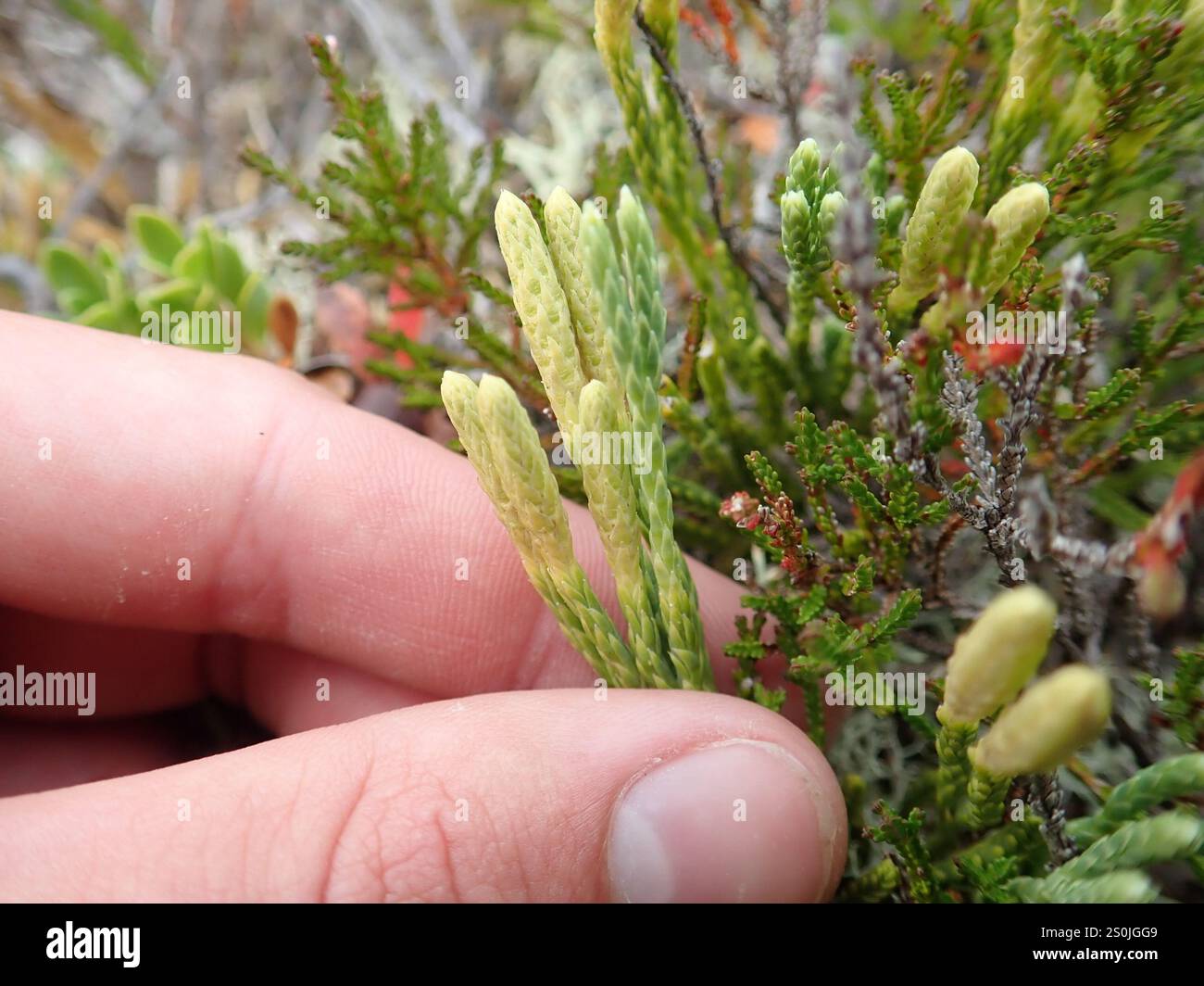 alpine clubmoss (Diphasiastrum alpinum Stock Photo - Alamy