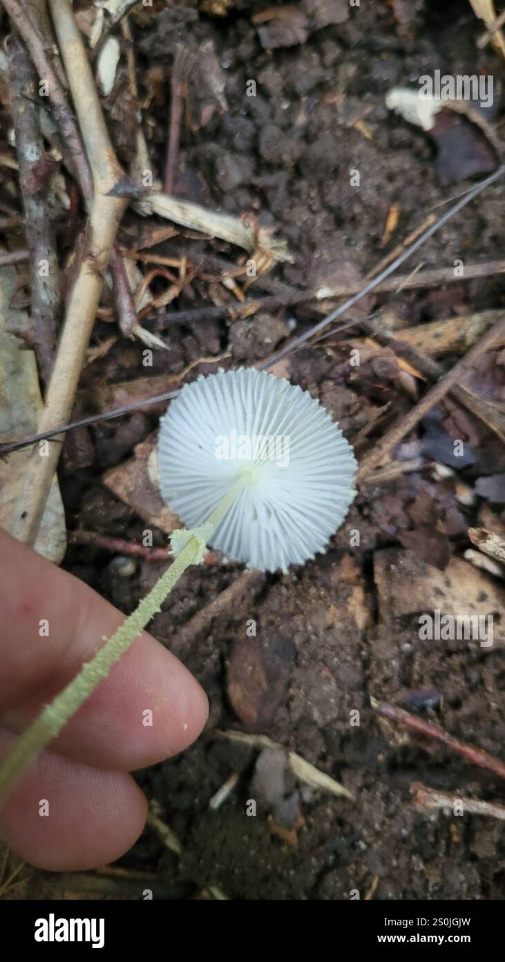 Fragile Dapperling (Leucocoprinus fragilissimus Stock Photo - Alamy