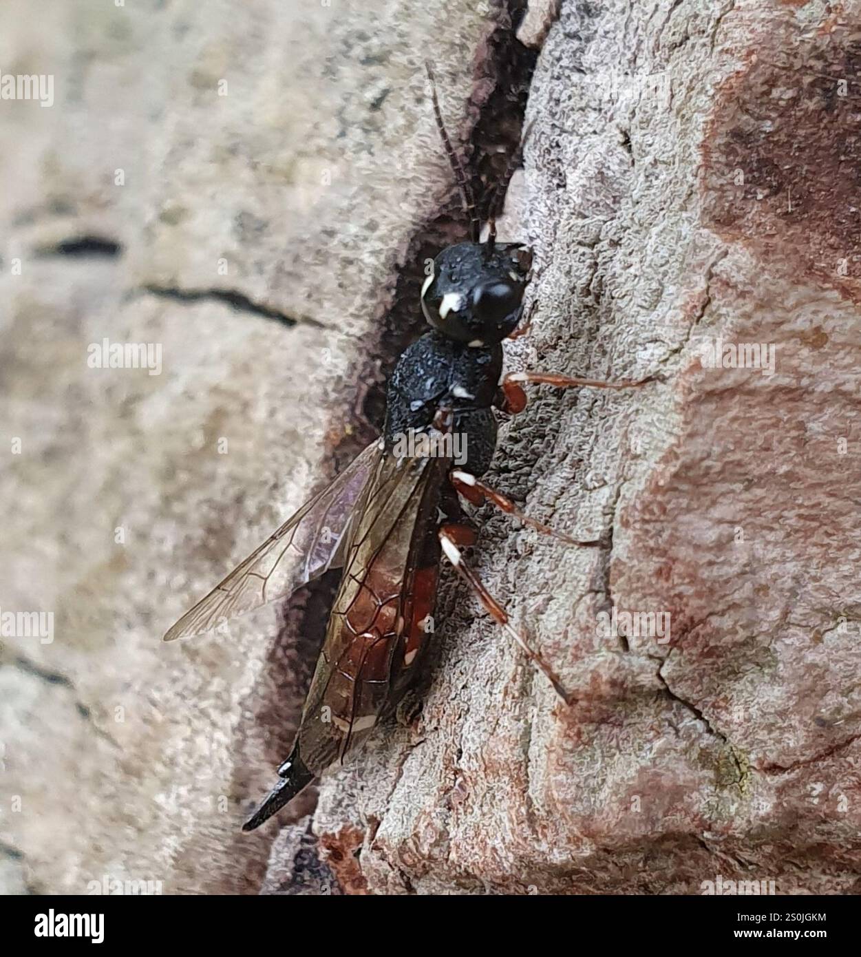 willow wood wasp (Xiphydria prolongata Stock Photo - Alamy