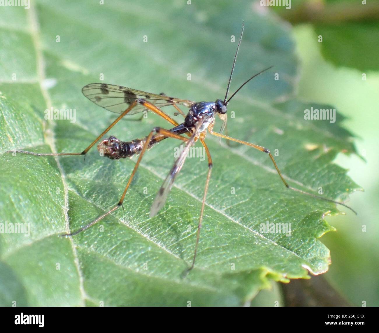orange-marked cranefly (Ptychoptera contaminata Stock Photo - Alamy