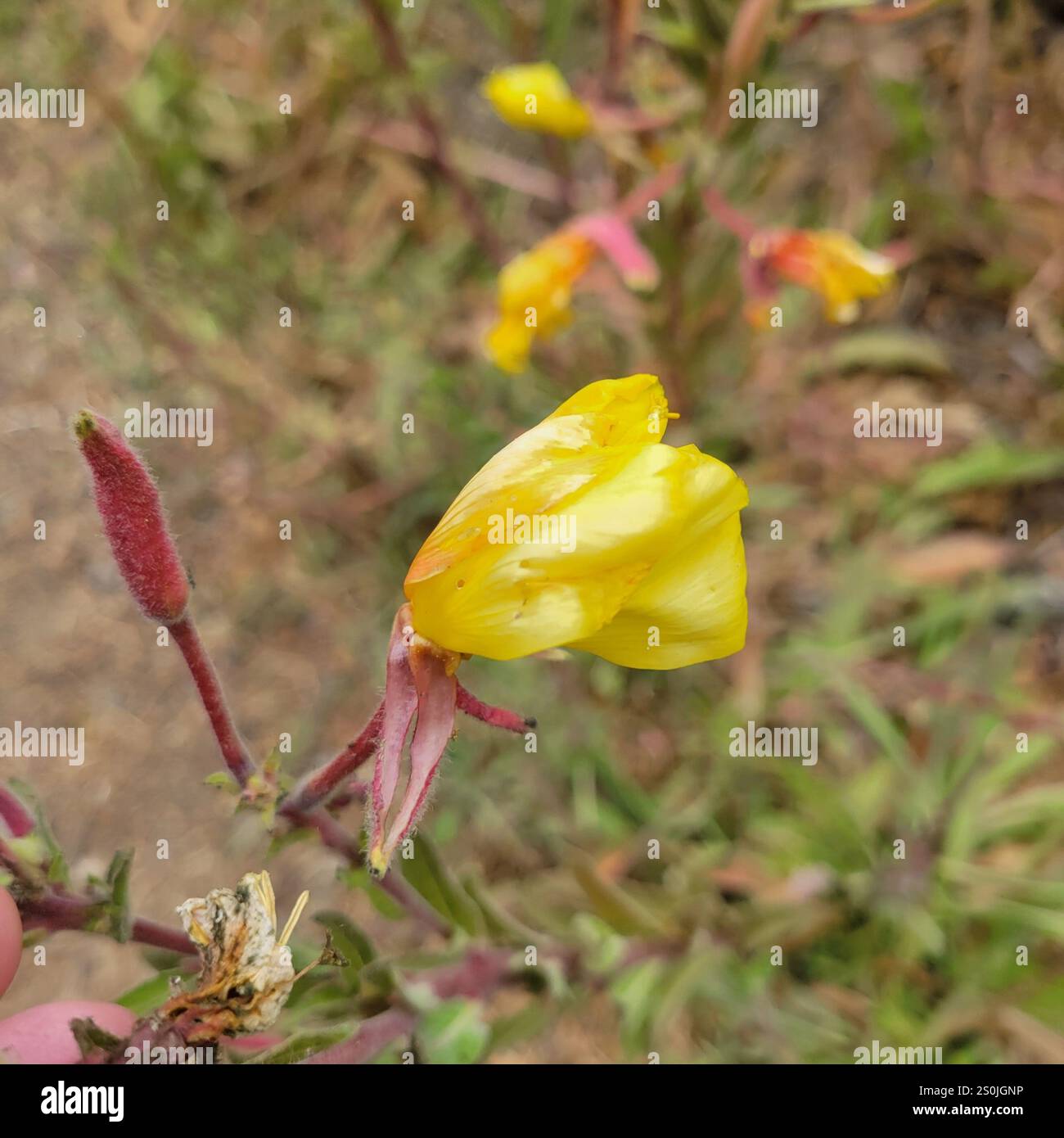 tall evening primrose (Oenothera elata Stock Photo - Alamy