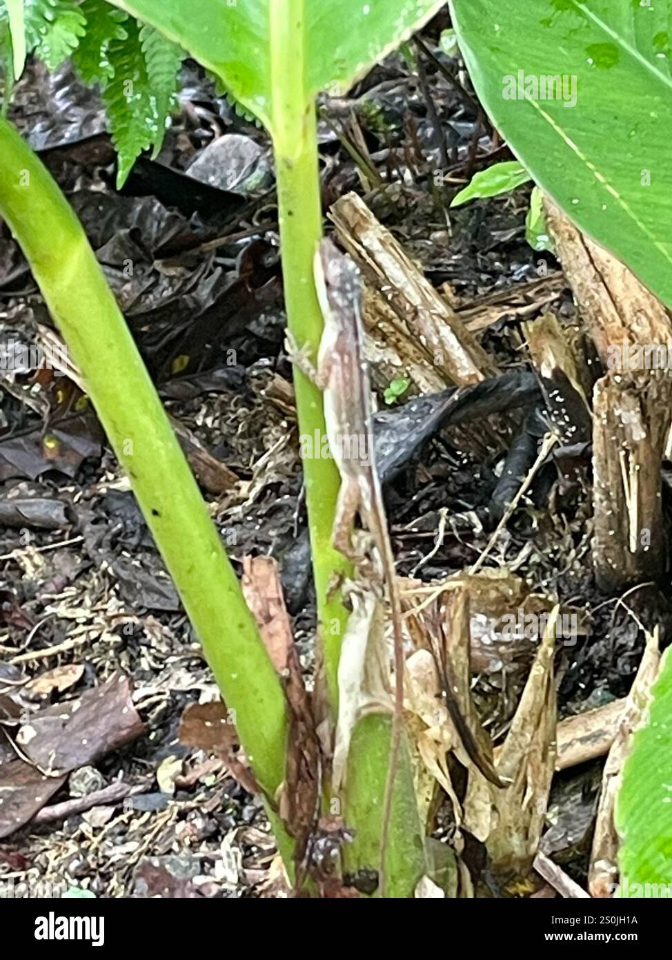 Border Anole (Anolis limifrons Stock Photo - Alamy