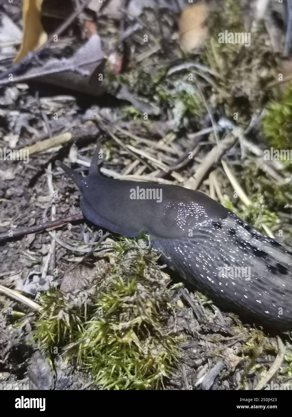 Ash-black Slug (Limax cinereoniger Stock Photo - Alamy