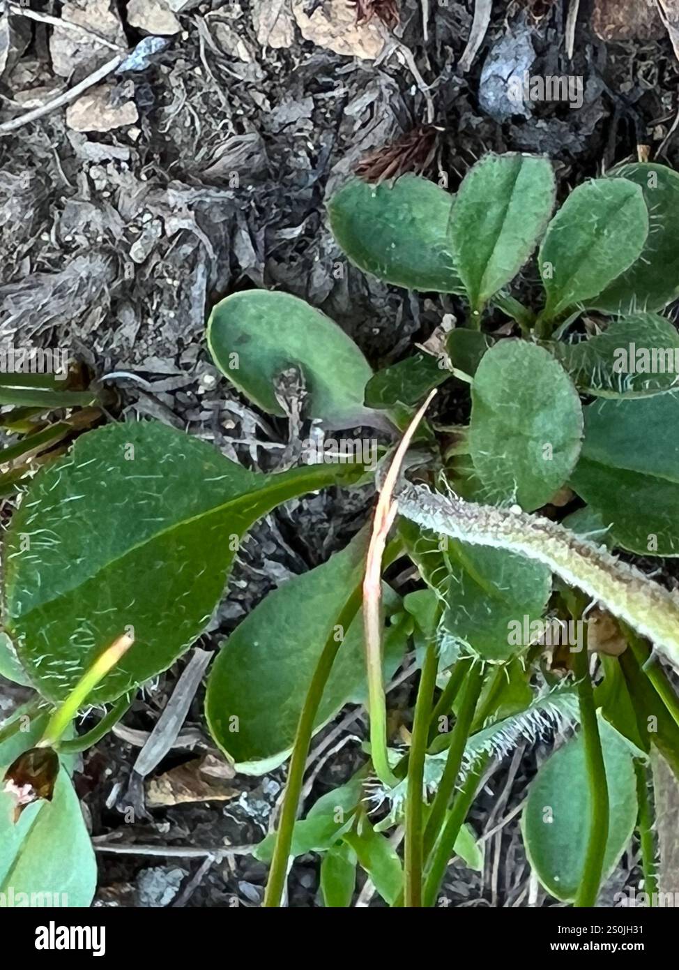 Slender Hawkweed (Hieracium triste Stock Photo - Alamy