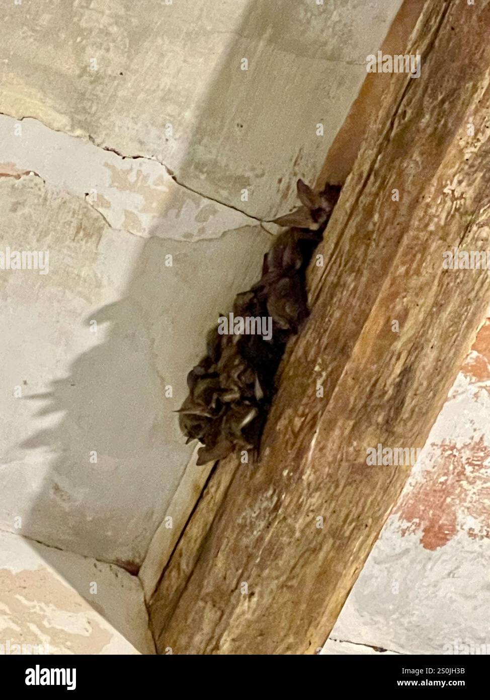 Long-eared Bats (Plecotus Stock Photo - Alamy