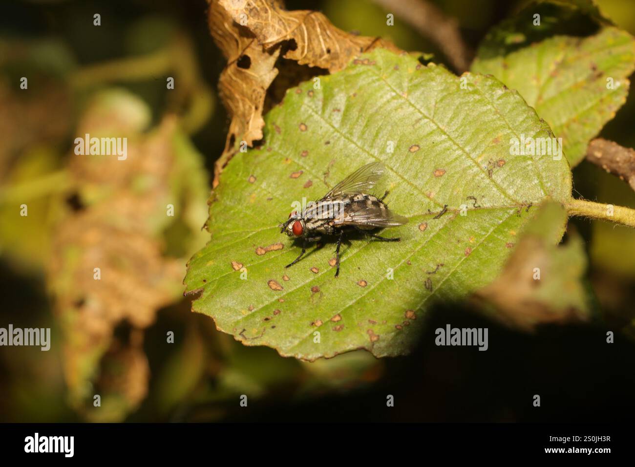 Common Flesh Flies (Sarcophaga Stock Photo - Alamy