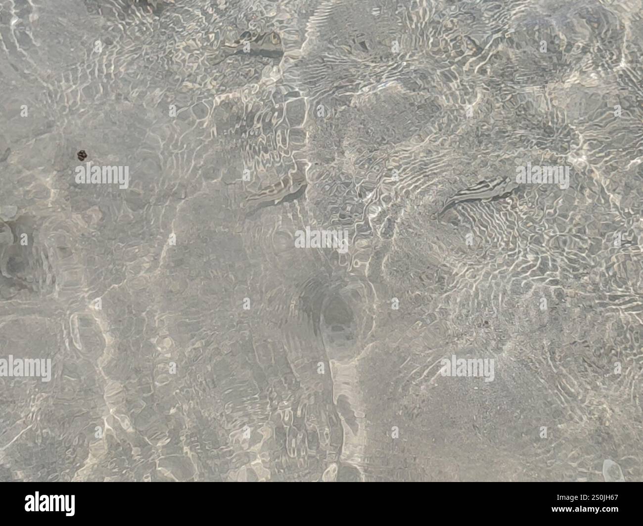 Crescent Grunter (Terapon jarbua Stock Photo - Alamy