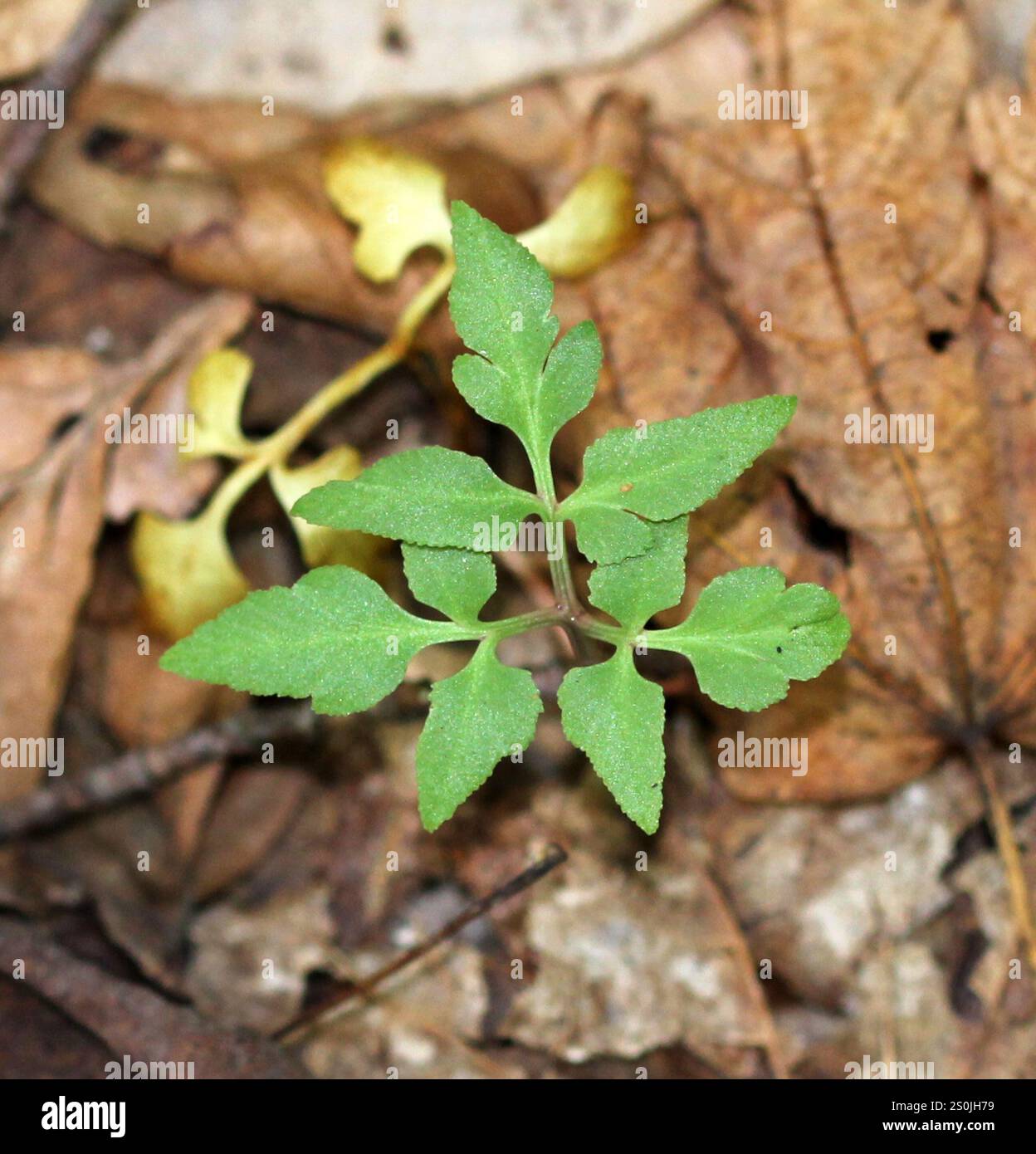 bronze fern (Sceptridium dissectum obliquum Stock Photo - Alamy