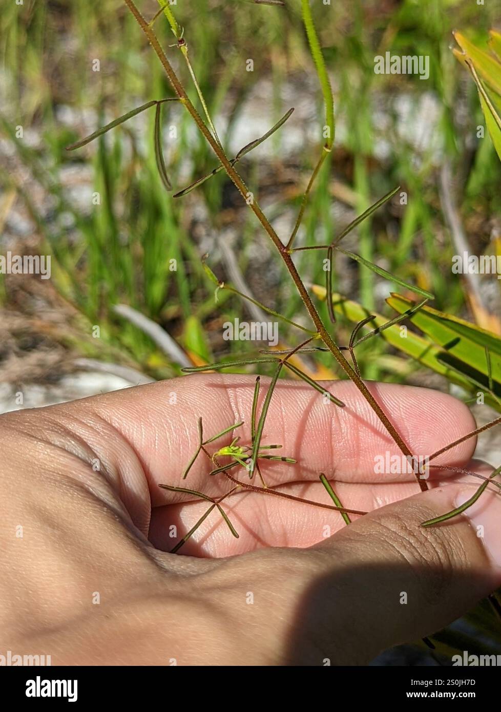 Slenderleaf Clammyweed (Polanisia tenuifolia Stock Photo - Alamy