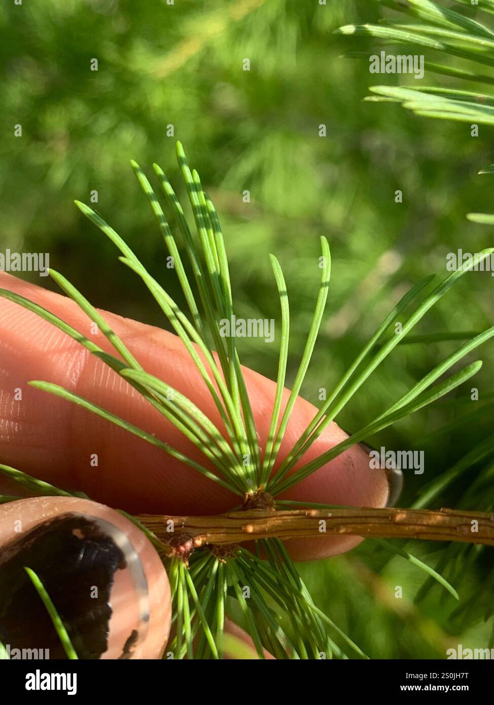 western larch (Larix occidentalis Stock Photo - Alamy