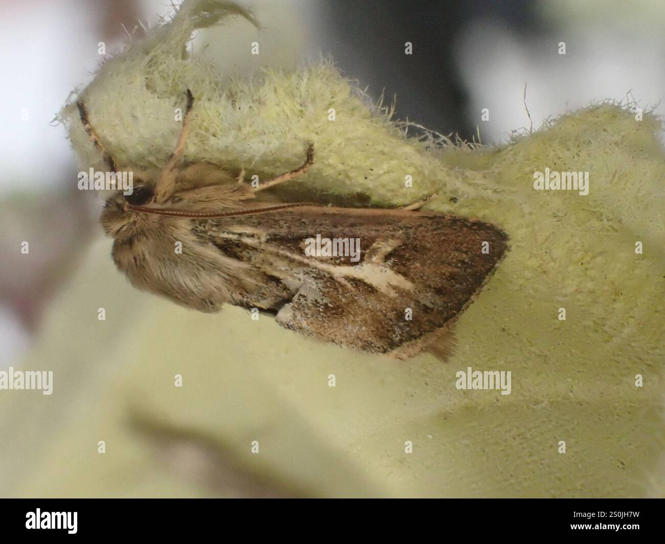 Antler Moth (Cerapteryx graminis Stock Photo - Alamy