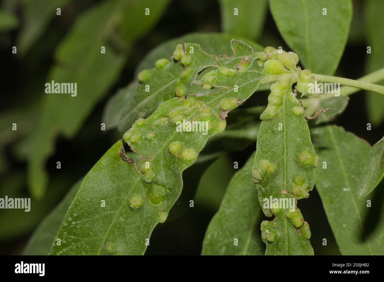 Gall and Rust Mites (Eriophyidae Stock Photo - Alamy