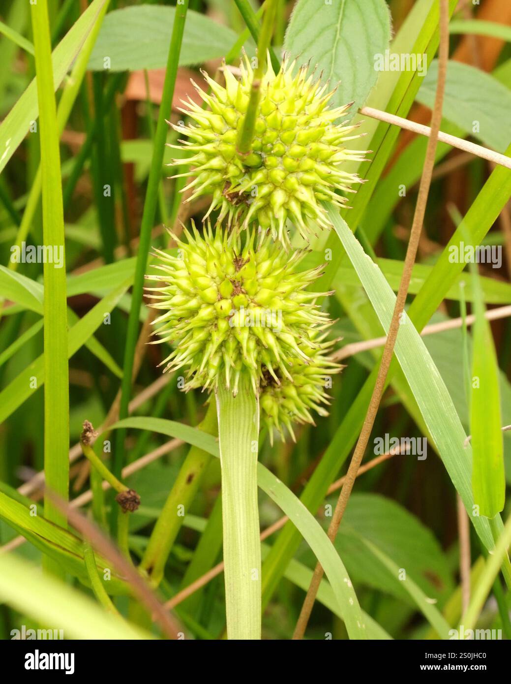 American bur reed hi-res stock photography and images - Alamy
