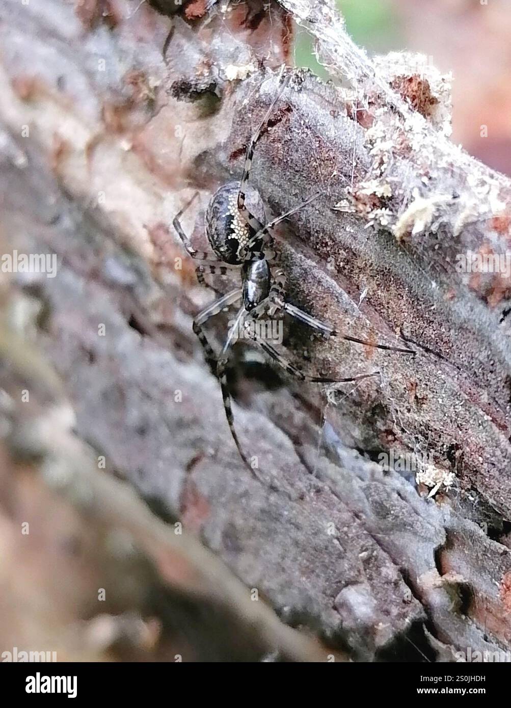 Sheetweb and Dwarf Weavers (Linyphiidae Stock Photo - Alamy