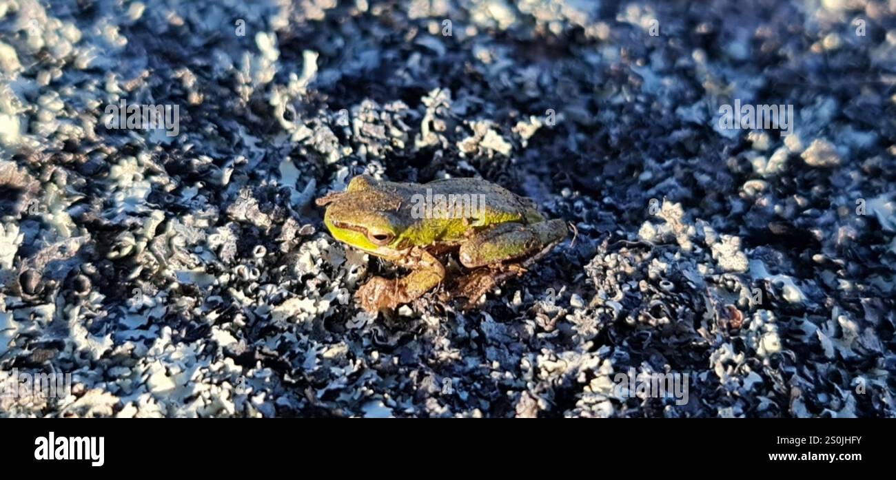 Eastern Dwarf Tree Frog (Litoria fallax Stock Photo - Alamy