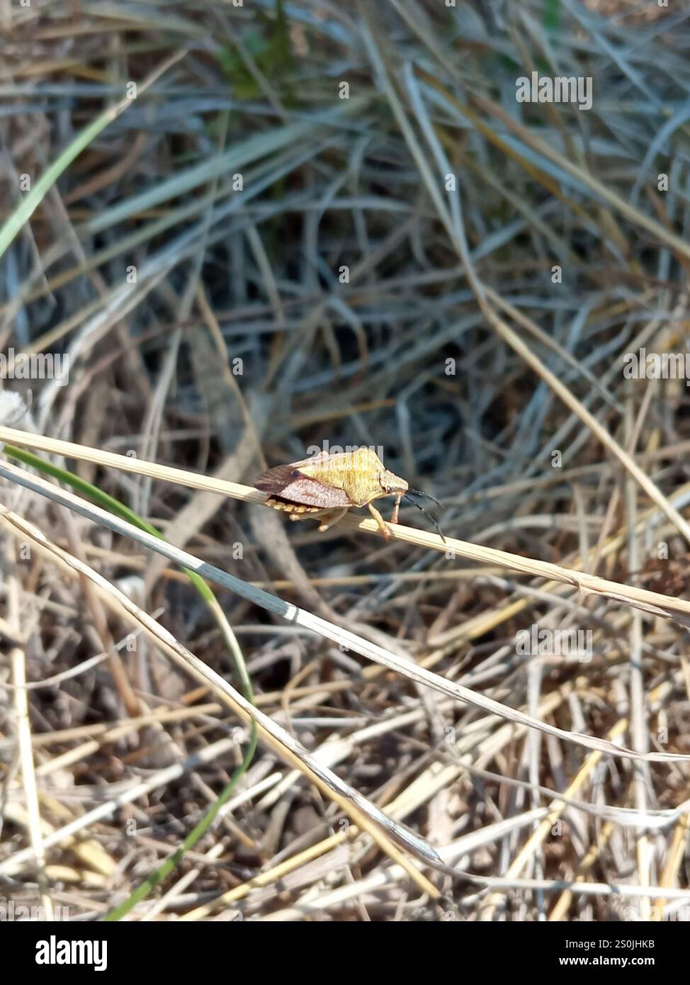 Black-shouldered Shieldbug (Carpocoris purpureipennis Stock Photo - Alamy