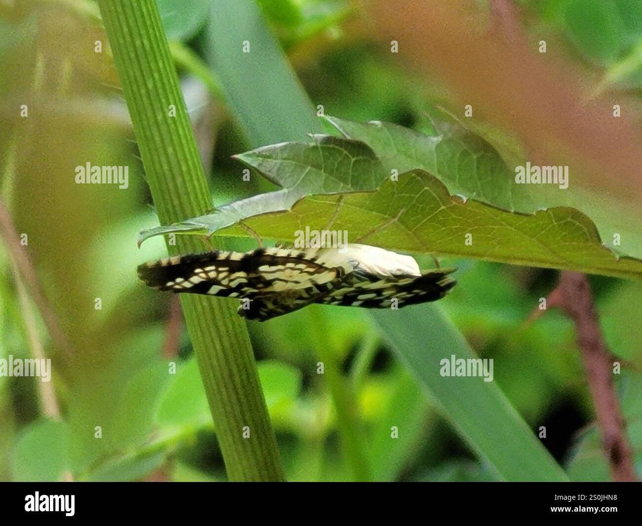 Stained-glass Moth (Samea castellalis Stock Photo - Alamy