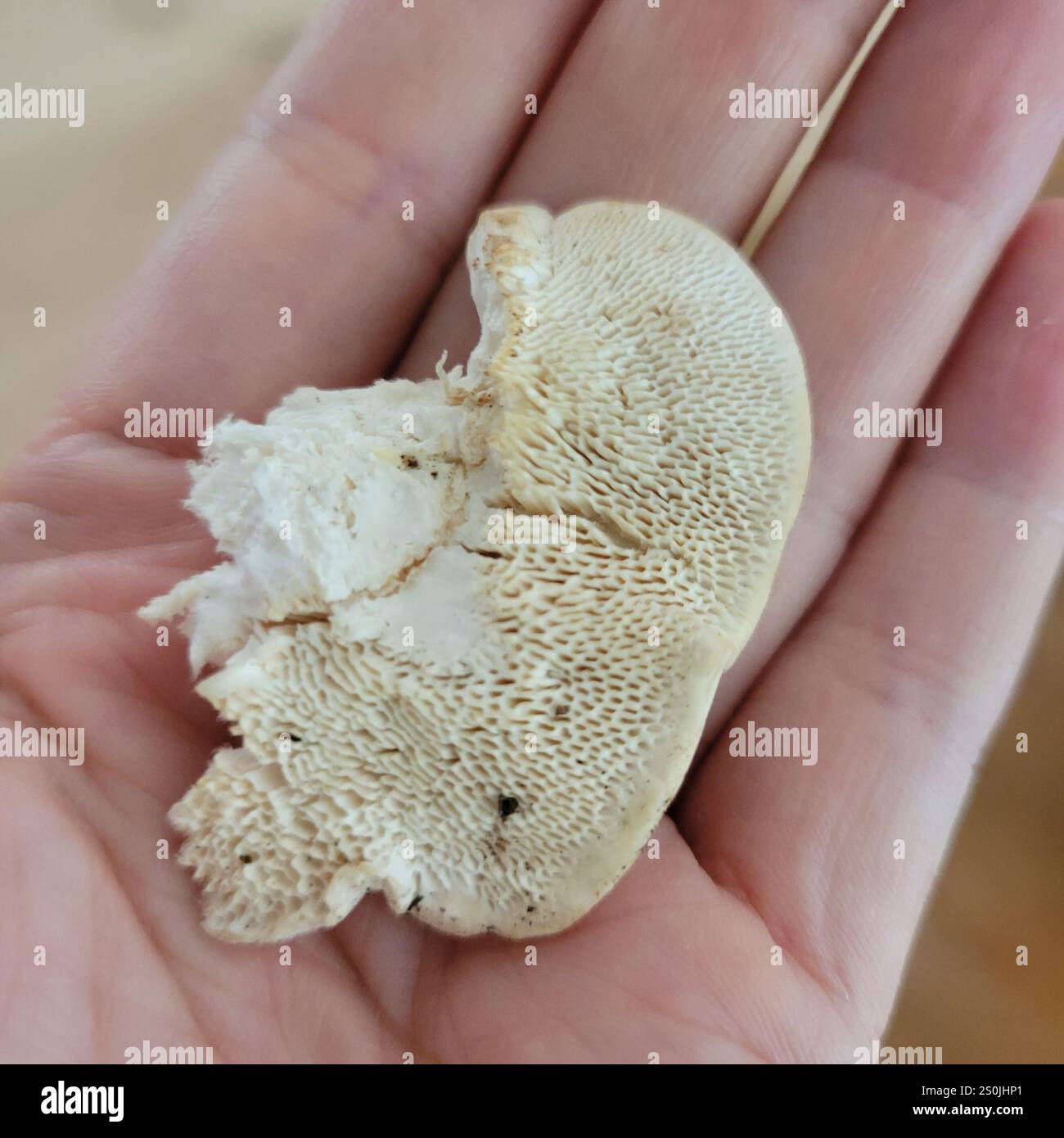 shelf fungi (Polyporales Stock Photo - Alamy