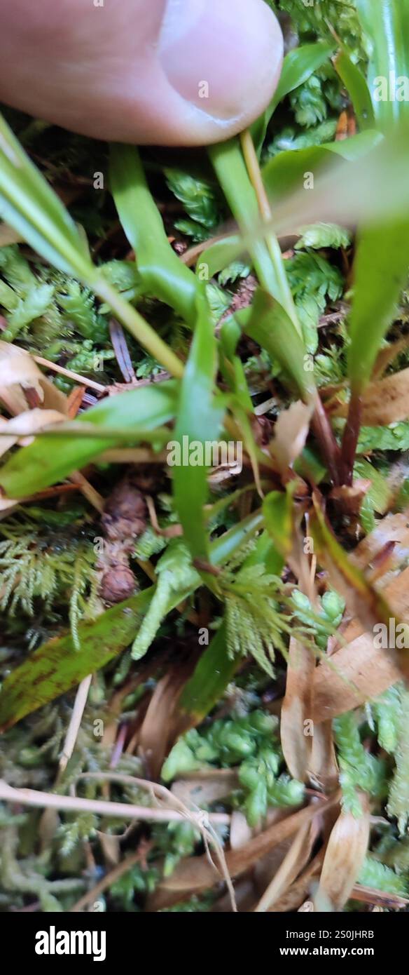 Small-flower Woodrush (Luzula parviflora Stock Photo - Alamy