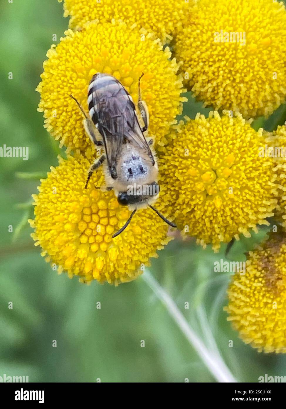 Cellophane Bees (Colletes Stock Photo - Alamy