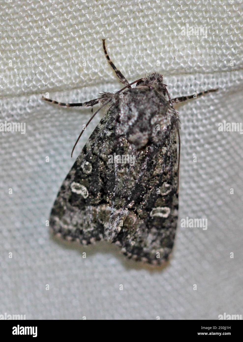 Olive Arches Moth (Lacinipolia olivacea Stock Photo - Alamy