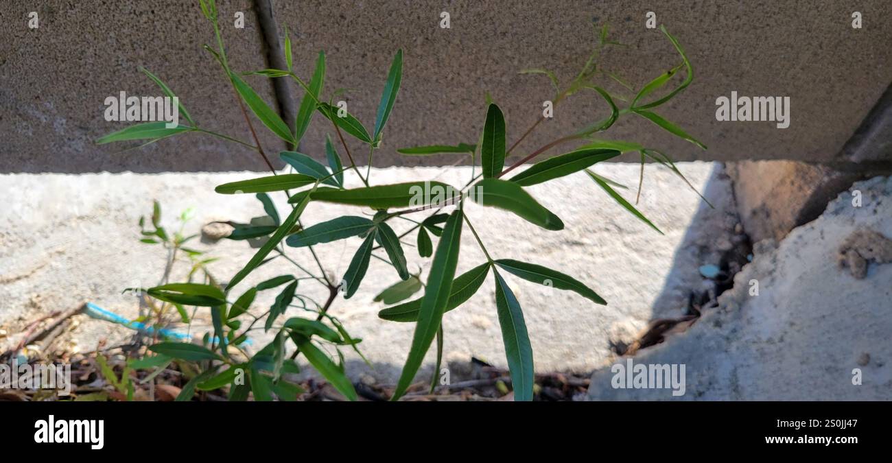 african sumac (Searsia lancea Stock Photo - Alamy