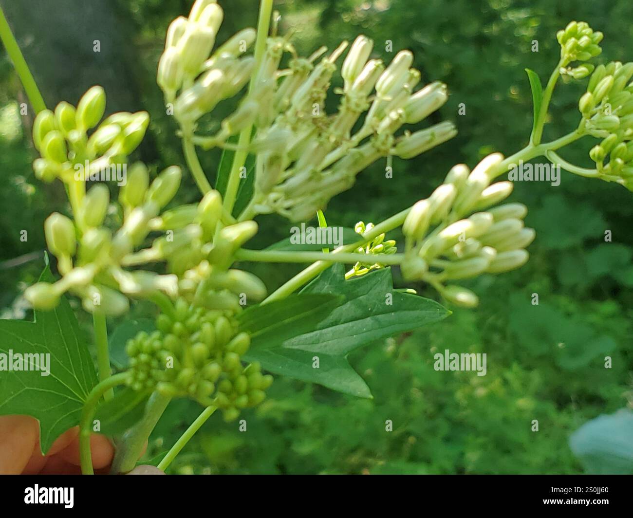 pale Indian plantain (Arnoglossum atriplicifolium Stock Photo - Alamy