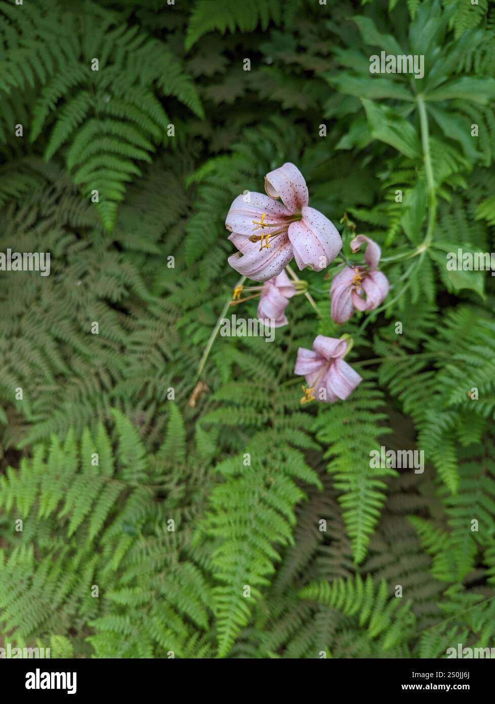 Purple-flowered Washington Lily (Lilium washingtonianum purpurascens ...