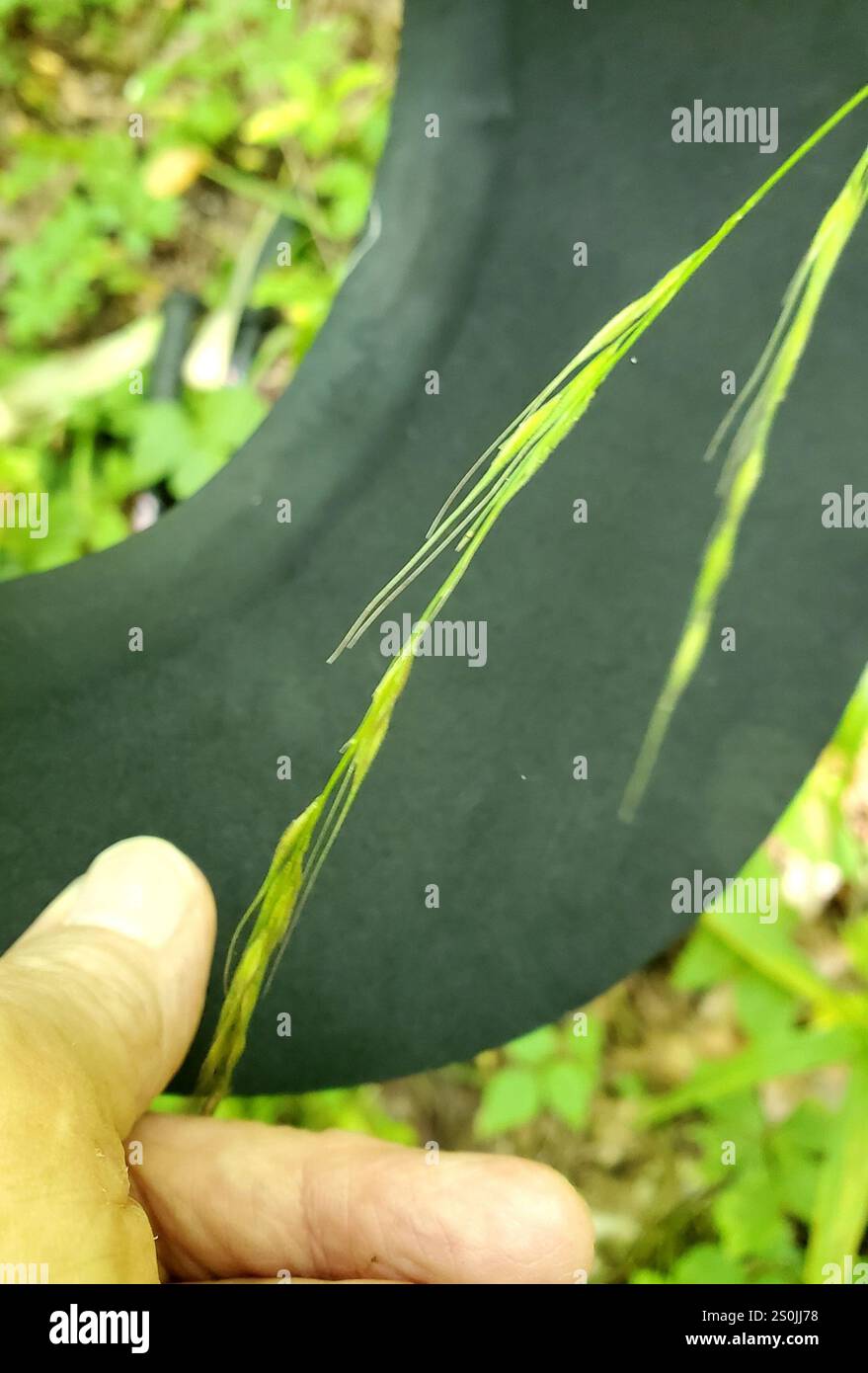 Long-awned Wood Grass (Brachyelytrum erectum Stock Photo - Alamy