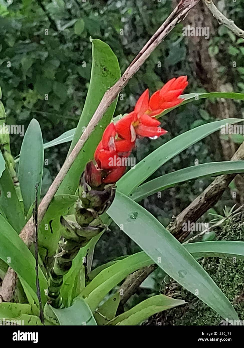 West Indian tufted airplant (Guzmania monostachia Stock Photo - Alamy