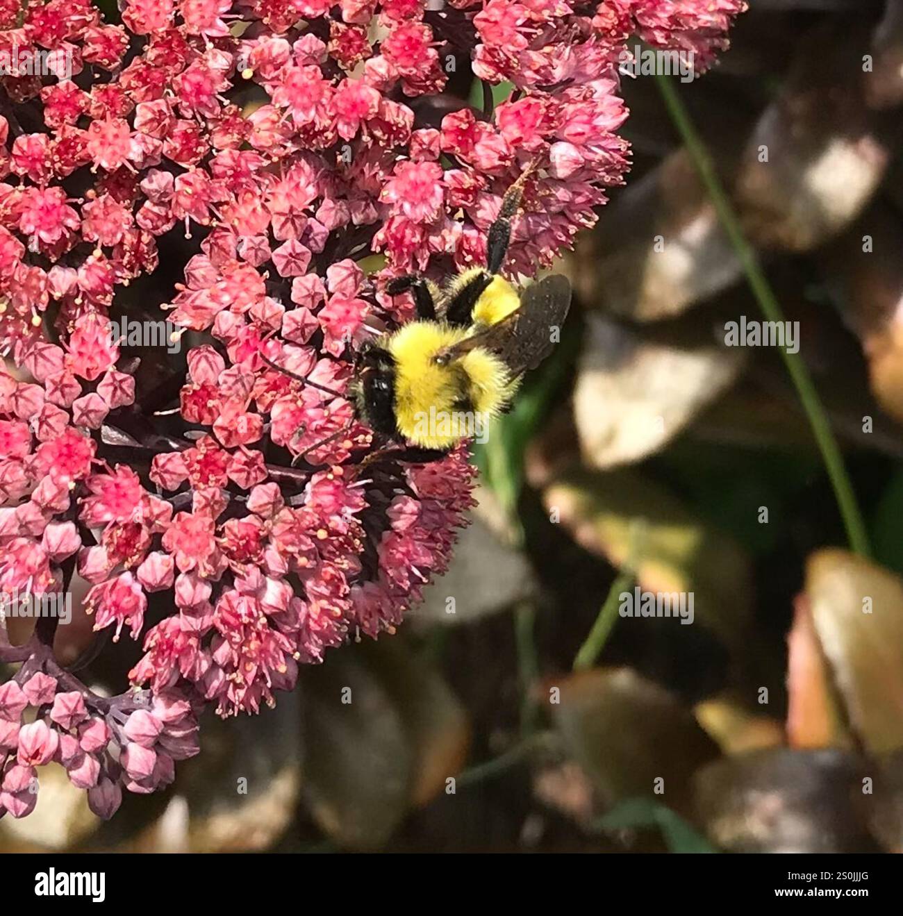 Golden Northern Bumble Bee (Bombus fervidus Stock Photo - Alamy