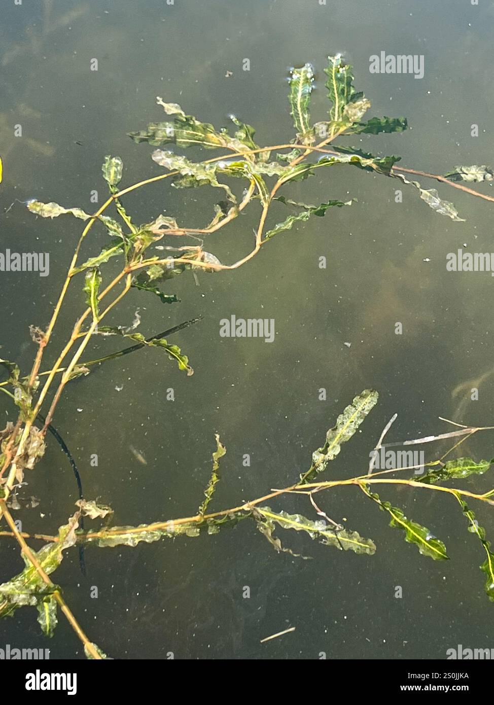 Curly-leaf Pondweed (Potamogeton crispus Stock Photo - Alamy