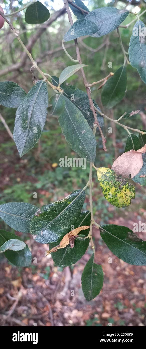 Rusty Willow (Salix atrocinerea Stock Photo - Alamy