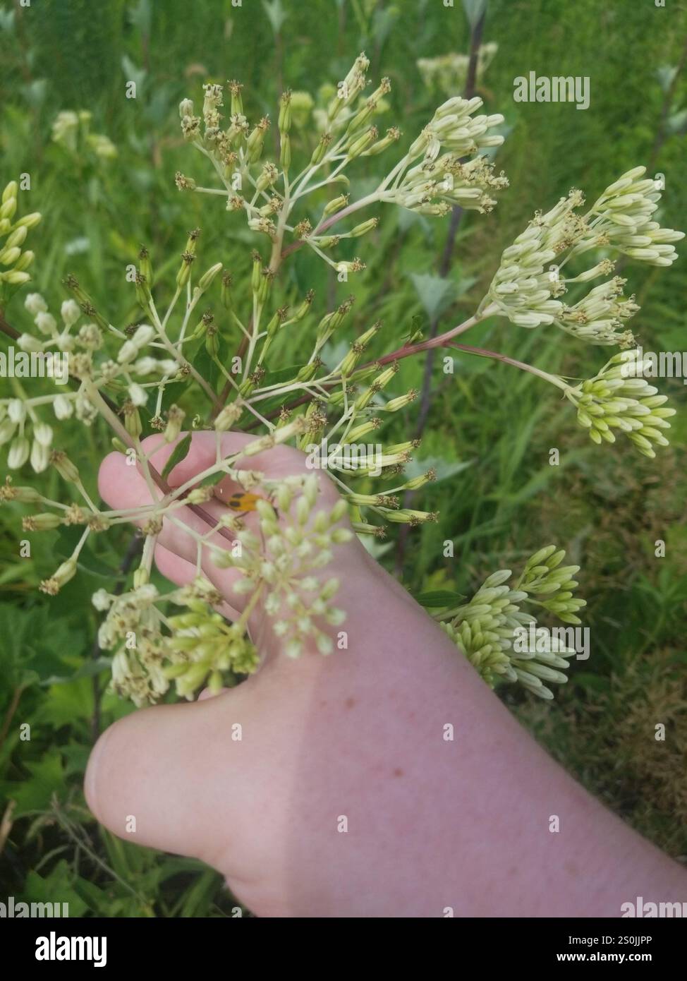 pale Indian plantain (Arnoglossum atriplicifolium Stock Photo - Alamy