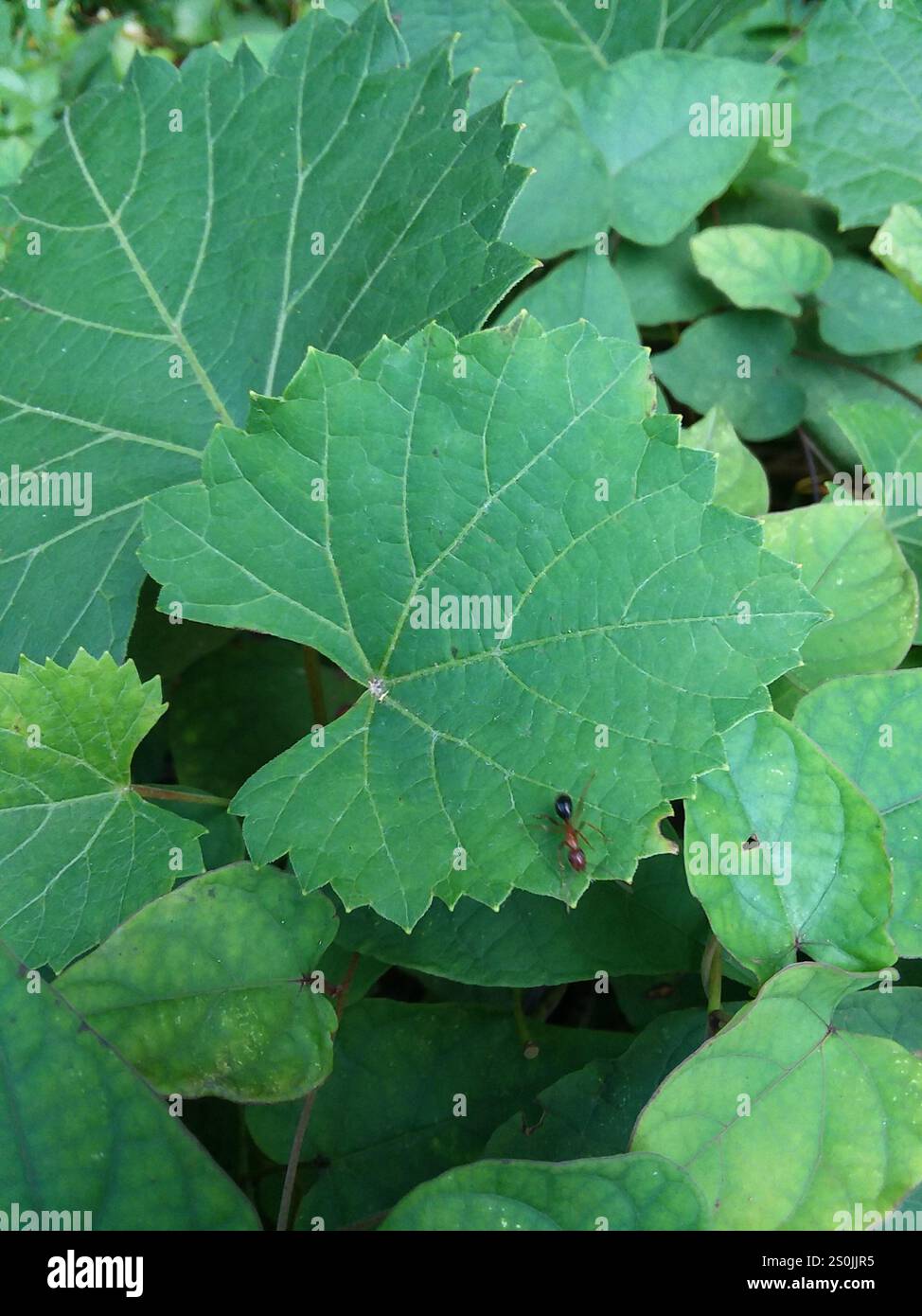 Florida Carpenter Ant (Camponotus floridanus Stock Photo - Alamy