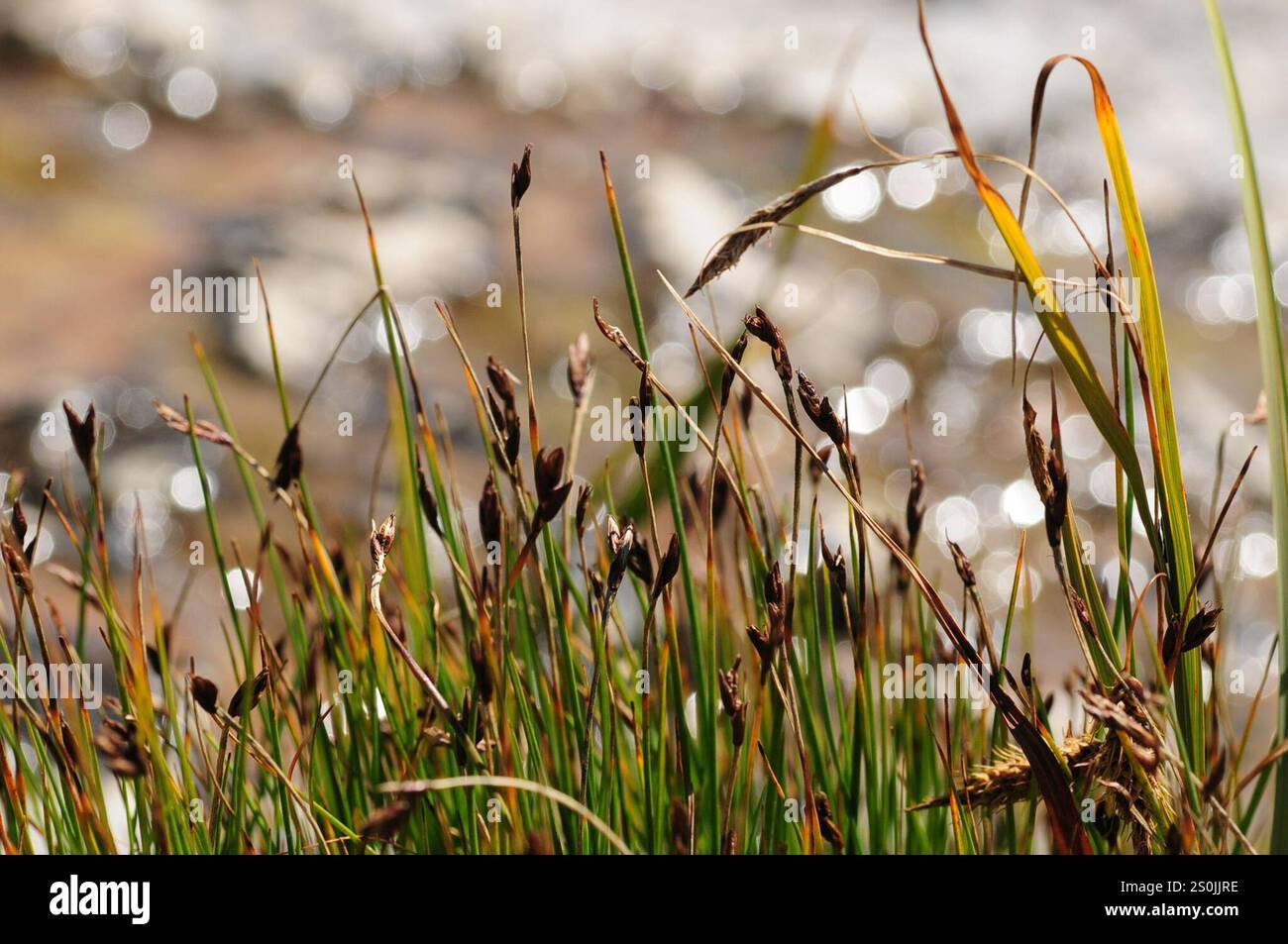 Red Bulrush (Blysmus rufus Stock Photo - Alamy